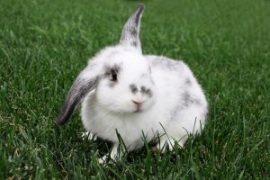 Holland Lop vs. Other Lop Rabbit Breeds: A Comparison