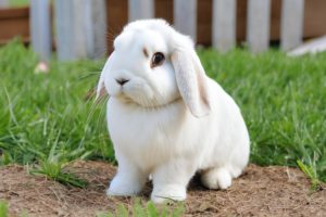 Holland Lop Lifespan: A Comprehensive Guide