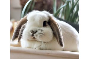 Mastering Basic Commands: Teach Your Holland Lop Rabbit to Obey