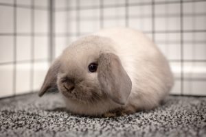 Mini Holland Lop: The Petite Rabbit Companion