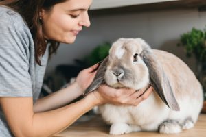 Holland Lop Bunny Care Guide: Essential Tips for Happy, Healthy Rabbits