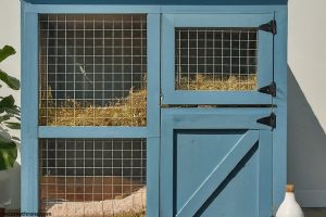 Holland Lop Bunny Care Guide: Essential Tips for Happy, Healthy Rabbits