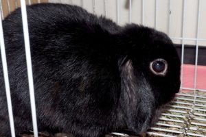 Holland Lop Facts: The Ultimate Guide to These Adorable Bunnies