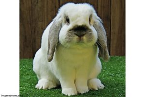 Holland Lop Bunny Care Guide: Essential Tips for Happy, Healthy Rabbits