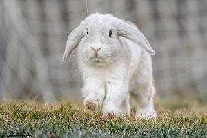 Holland Lop Personality: A Comprehensive Guide - Holland Lop Breed