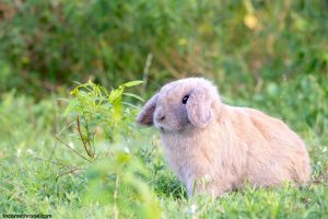 Discover the Charming World of the Holland Lop: Fun Facts and ...