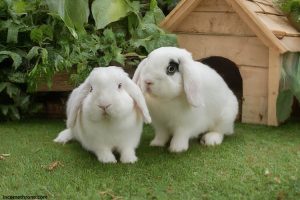 Holland Lop Rabbit Guide