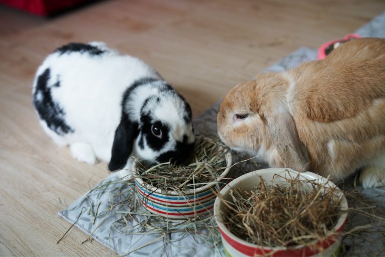 Holland Lop Bunny Diet Guide: Optimal Nutrition Tips