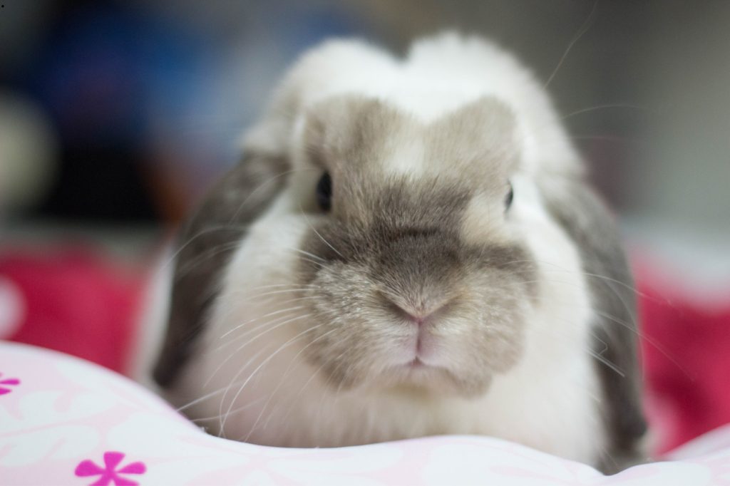 Holland Lop Bunny Diet Guide: Optimal Nutrition Tips