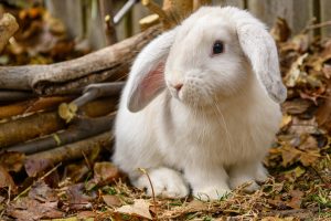 Holland Lop Bunny Diet Guide: Optimal Nutrition Tips