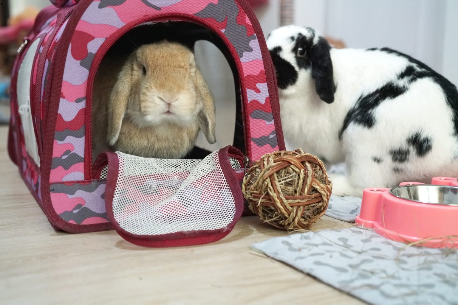 Holland Lop Bunny Diet Guide: Optimal Nutrition Tips