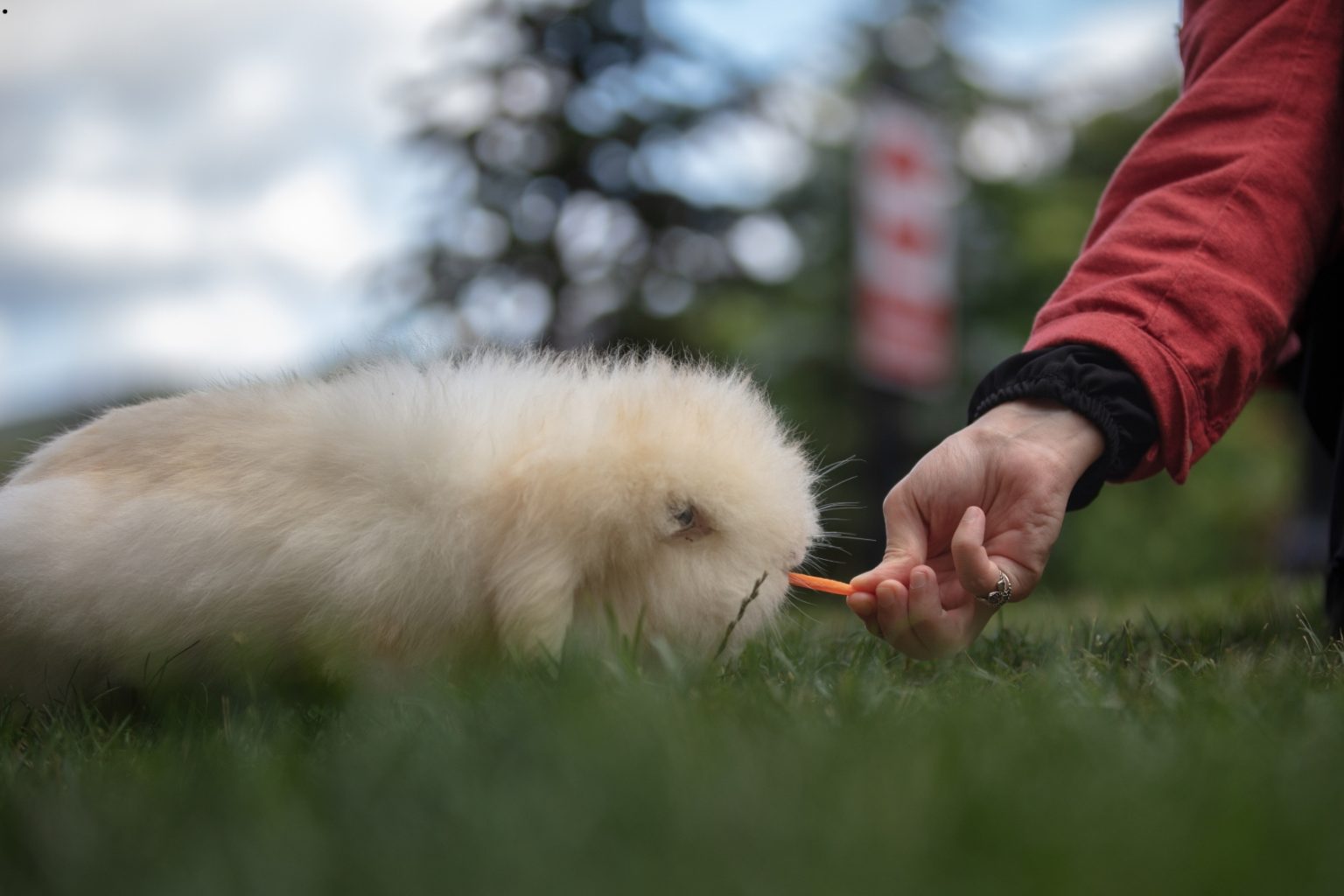 Holland Lop Bunny Diet Guide: Optimal Nutrition Tips