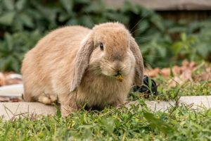The Charming Holland Lop: Breed Profile and Facts