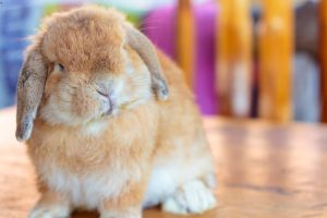 The Charming Holland Lop: Breed Profile and Facts