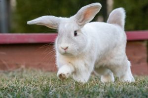 The Charming Holland Lop: Breed Profile and Facts