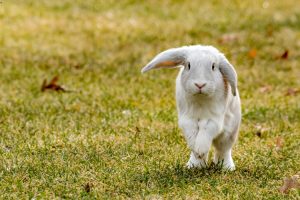 The Charming Holland Lop: Breed Profile and Facts