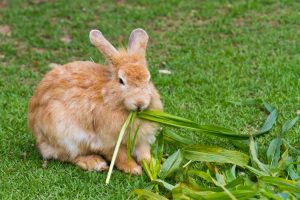 The Ultimate Guide to a Rabbit's Favorite Foods