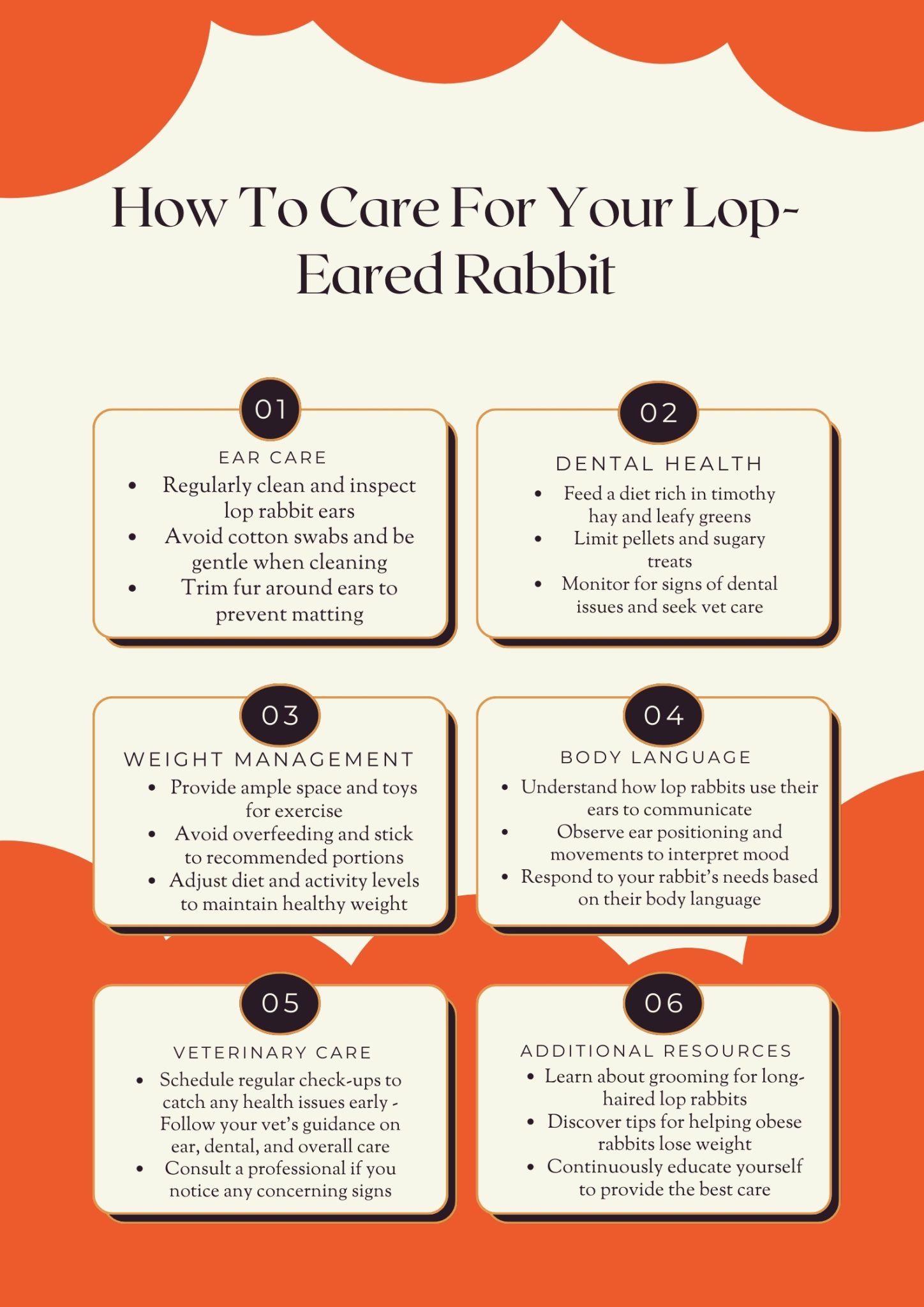Comprehensive Guide to Caring for Lop-Eared Rabbits