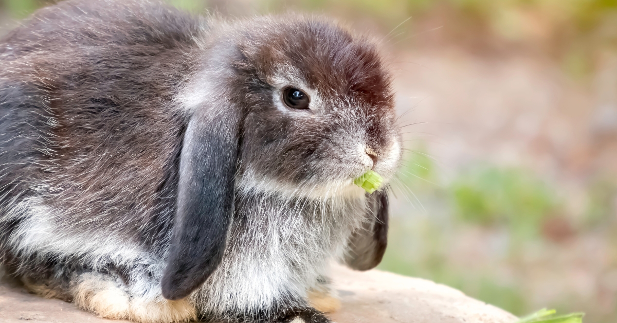 Holland Lop Rabbit Guide