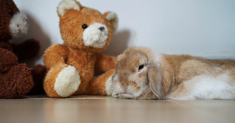 Holland Lop Rabbit Guide
