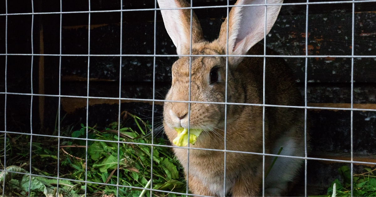 Holland Lop Rabbit Guide