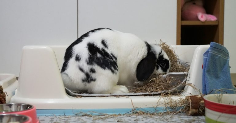 Holland Lop Rabbit Guide
