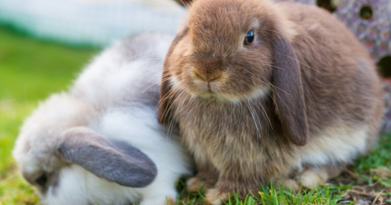 Holland Lop Rabbit Guide