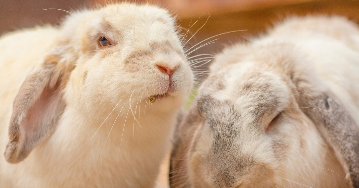 Holland Lop Rabbit Guide
