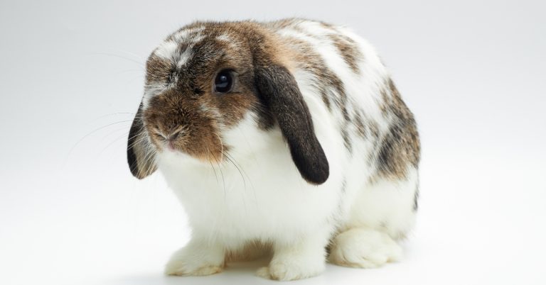 Holland Lop Rabbit Guide