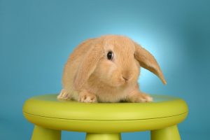 8 Fascinating Facts About Holland Lop Rabbits