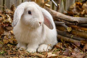 8 Fascinating Facts About Holland Lop Rabbits