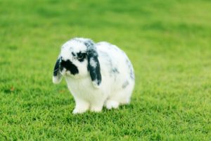Captivating Black and White Holland Lop Rabbits