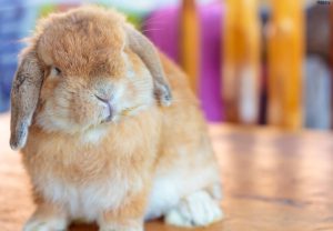 Holland Lop Babies vs. Adults: Comprehensive Size Comparison Guide