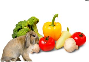 Safe Vegetable Options for Holland Lop Rabbits