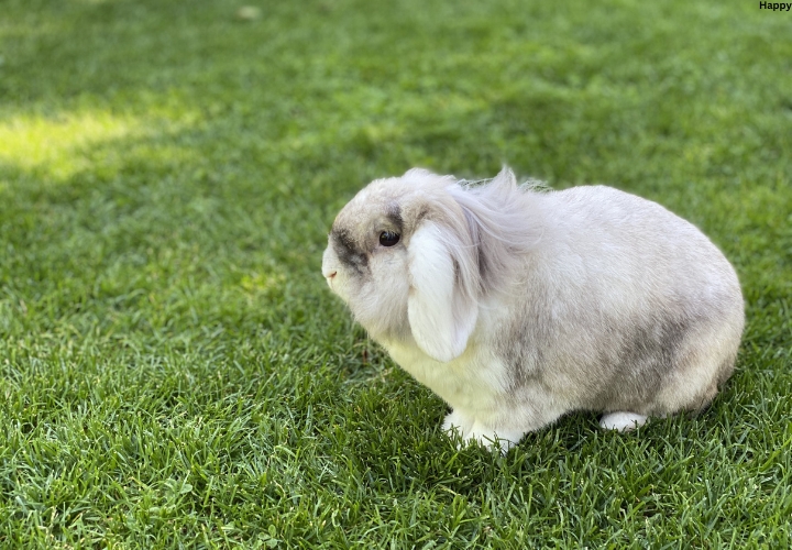 Optimal Temperature Management for Holland Lop Rabbits: Essential Care Tips