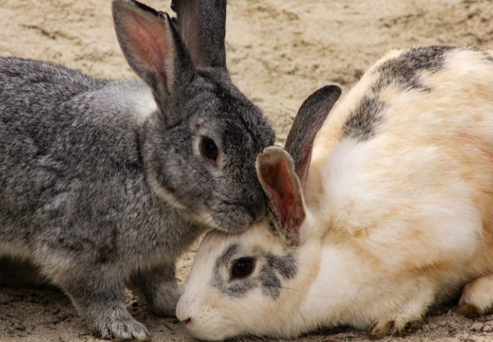 Holland Lop Rabbits and Their Relationship with Water