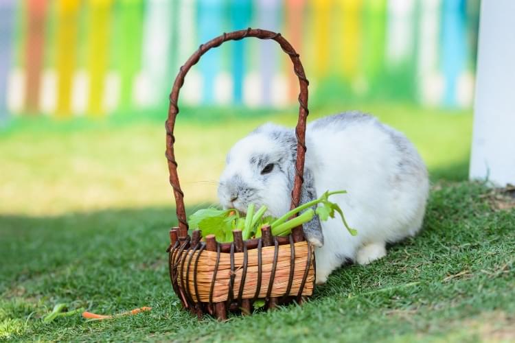 Holland Lop Rabbit Guide