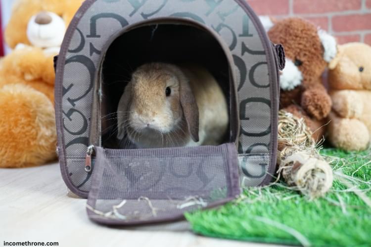 Holland Lop Rabbit Guide