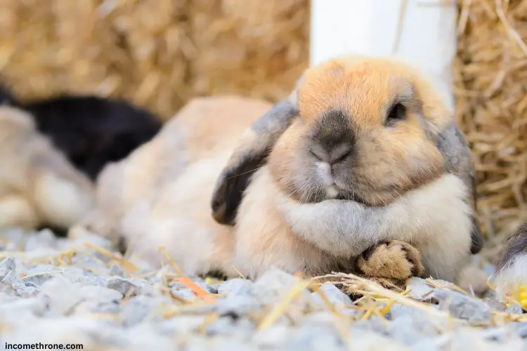 Discover the Charming World of the Holland Lop: Fun Facts and ...