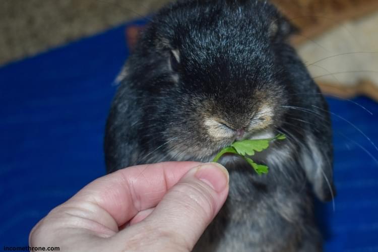 Holland Lop Rabbit Guide