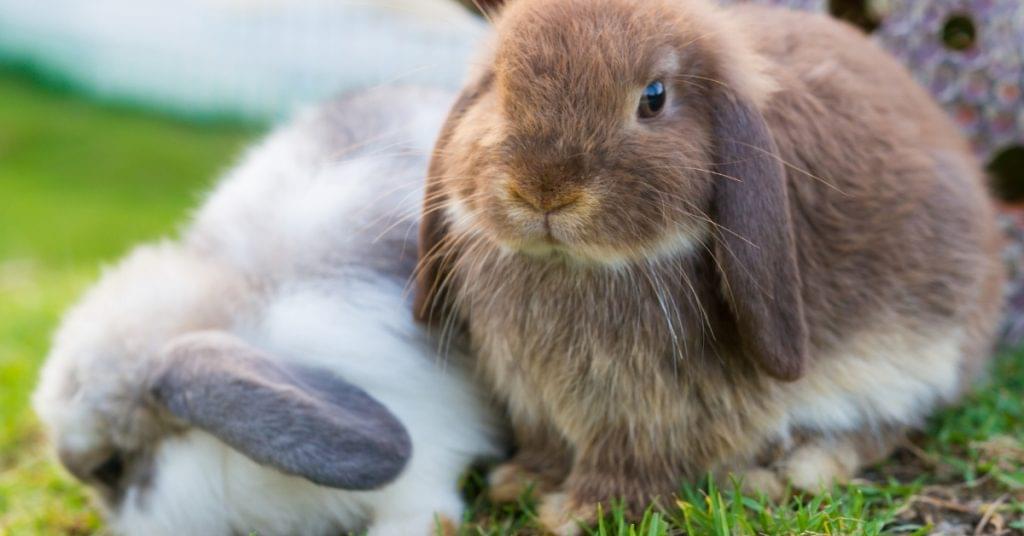 Holland Lop Rabbit Guide