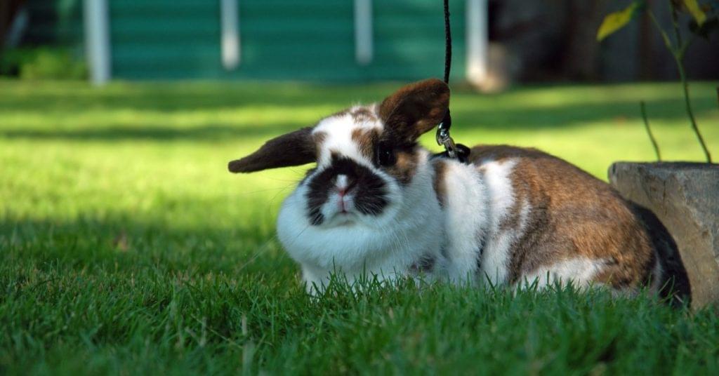 Holland Lop Rabbit Guide