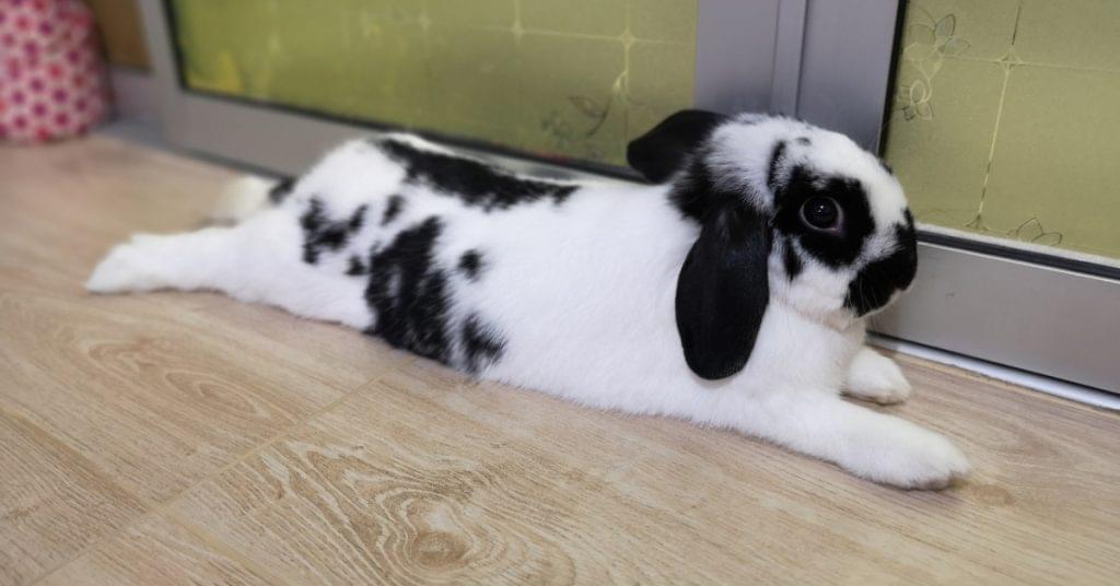 Holland Lop Rabbit Guide