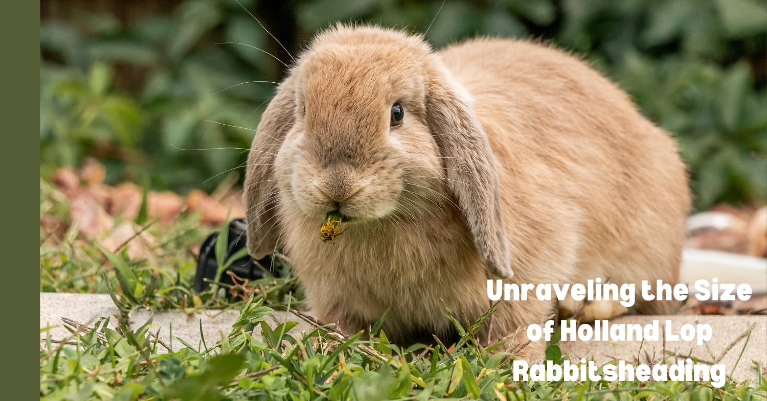 Holland Lop Rabbit Size Guide