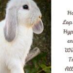 Holland Lop Lifespan: A Comprehensive Guide