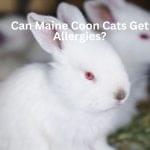 Holland Lop Rabbit Behavior: Identifying Normal and Abnormal Signs