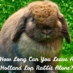 Holland Lop Rabbit Behavior: Identifying Normal and Abnormal Signs