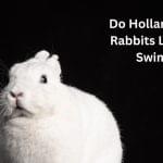 Holland Lop Rabbit Behavior: Identifying Normal and Abnormal Signs