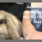 Holland Lop Rabbit Behavior: Identifying Normal and Abnormal Signs