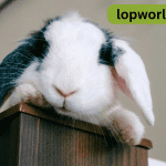 Holland Lop Size Guide by Age: A Comprehensive Growth Chart